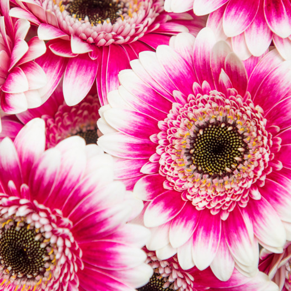 Germini - Bloomy Blog | Blumentipps und mehr